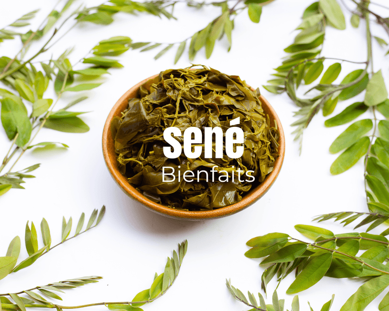 Bienfaits du Séné : Découvrez les Trésors de cette Plante Médicinale